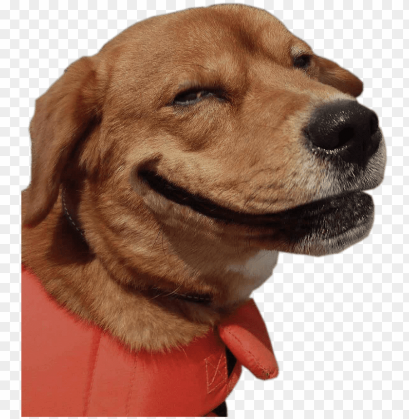 Free download | HD PNG smiling dog weed PNG transparent with Clear ...