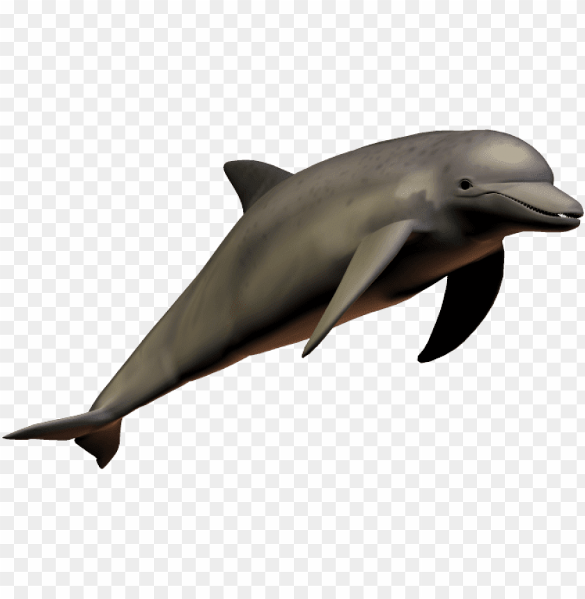 Free download | HD PNG smiling dolphin | TOPpng