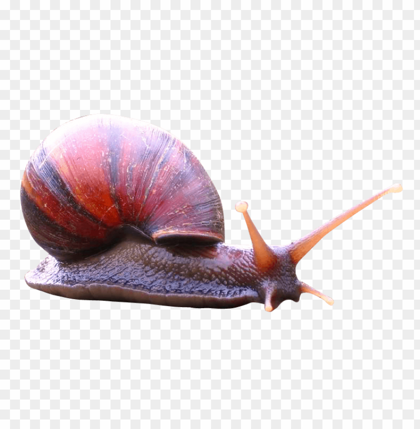 Free download | HD PNG snail png images background - Image ID 5789 | TOPpng