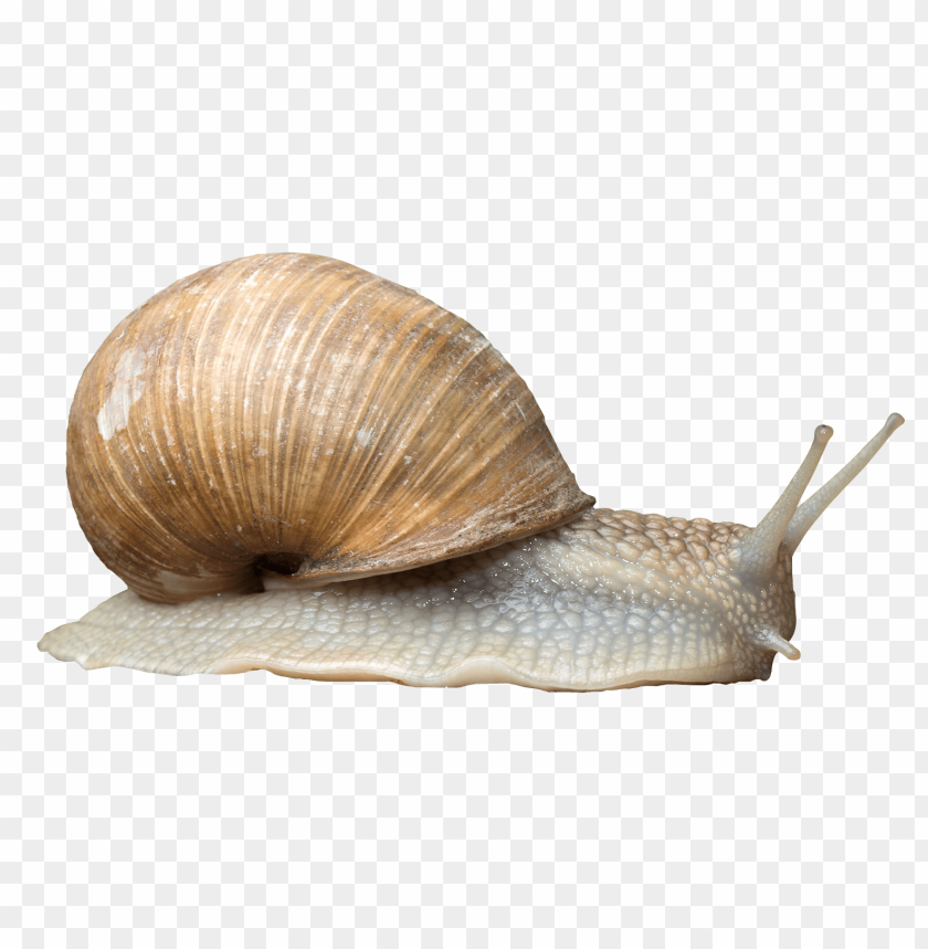 Free download | HD PNG snail crawling png | TOPpng