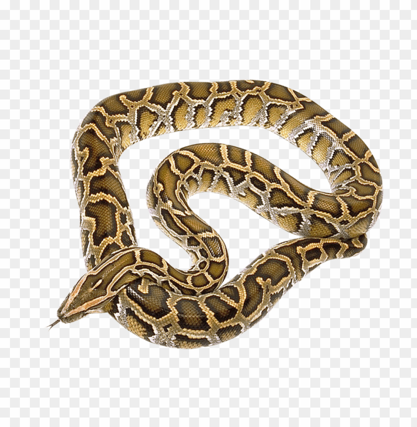 Free download | HD PNG python snake coiled up png | TOPpng