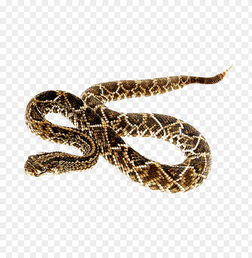 Free download | HD PNG coiled rattlesnake png | TOPpng