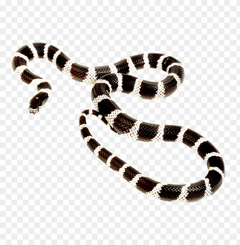Free download | HD PNG snake | TOPpng