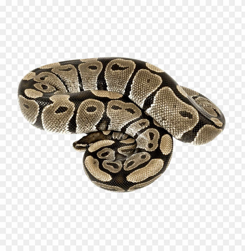 Free download | HD PNG coiled python snake png | TOPpng