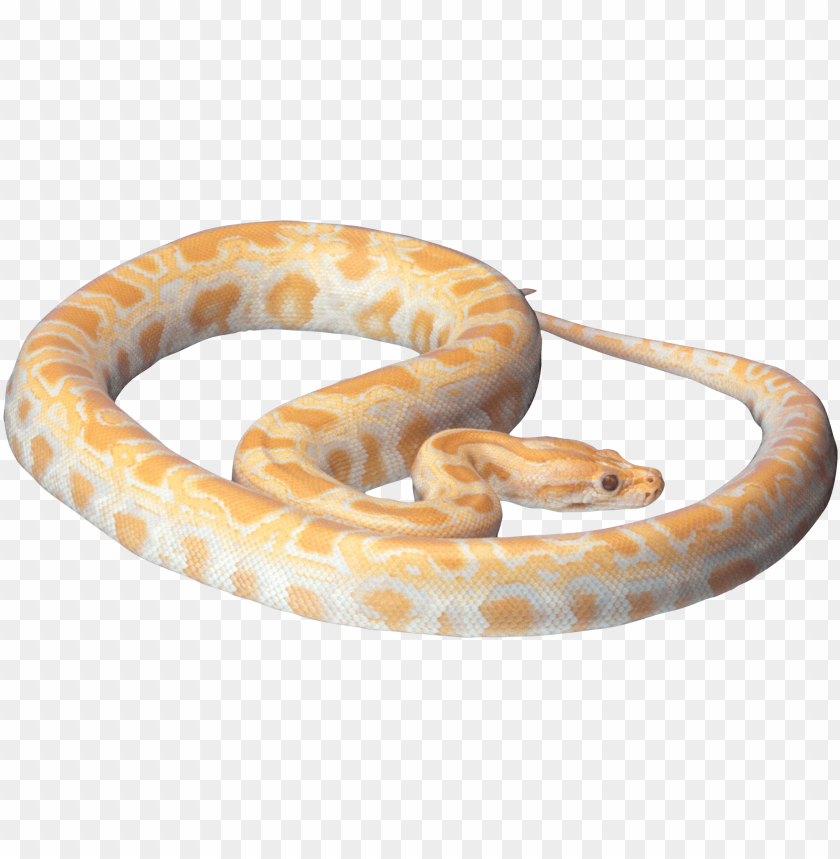 Free download | HD PNG snake png images background - Image ID 9635 | TOPpng
