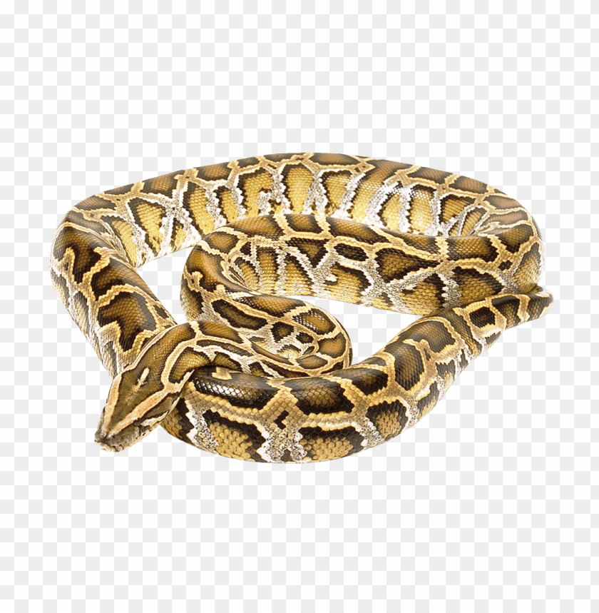 Free download | HD PNG coiled snake with pattern png | TOPpng