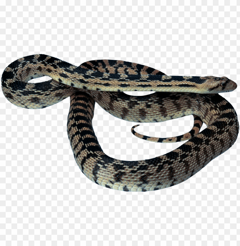 Free download | HD PNG spotted snake coiled png | TOPpng