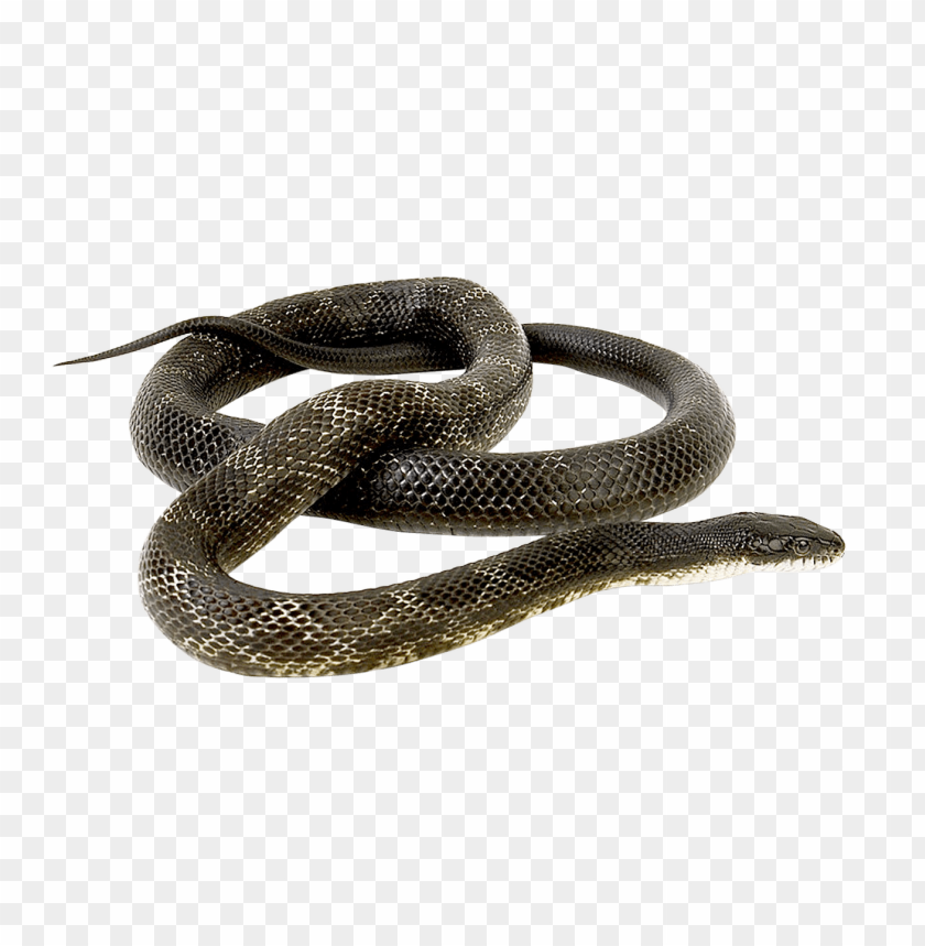Free download | HD PNG coiled brown snake png | TOPpng