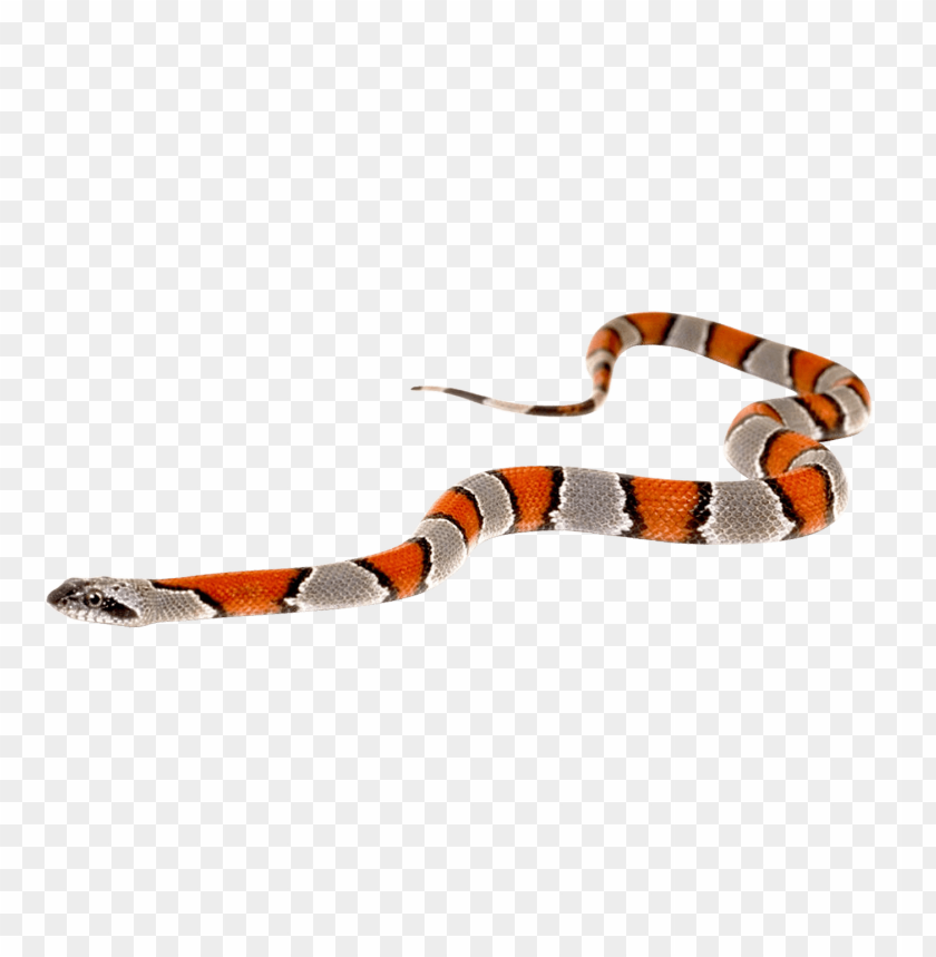 Free download | HD PNG curled snake with orange black and white stripes ...