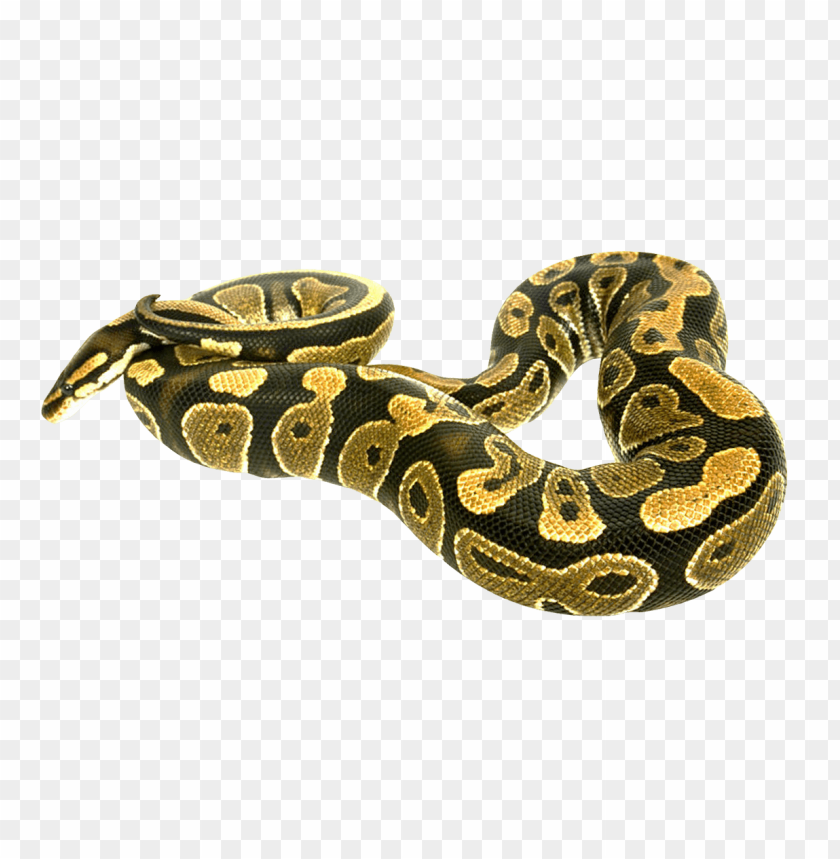 Free download | HD PNG snake png images background - Image ID 10302 ...
