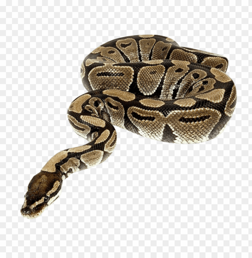 Free download | HD PNG snake PNG transparent with Clear Background ID ...