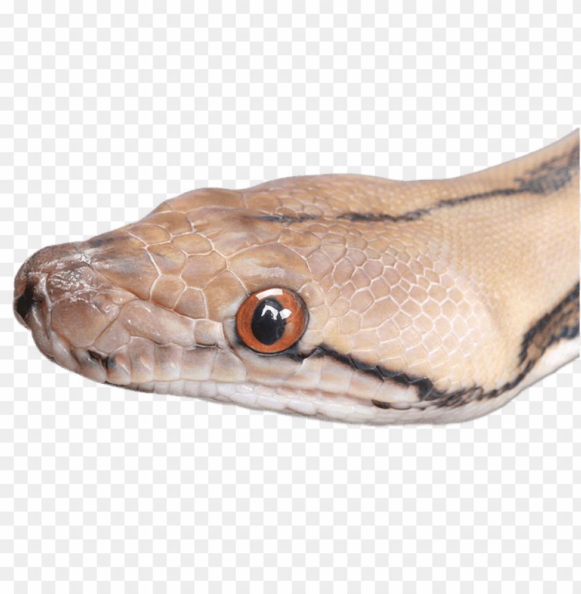 Free download | HD PNG snake head close up | TOPpng