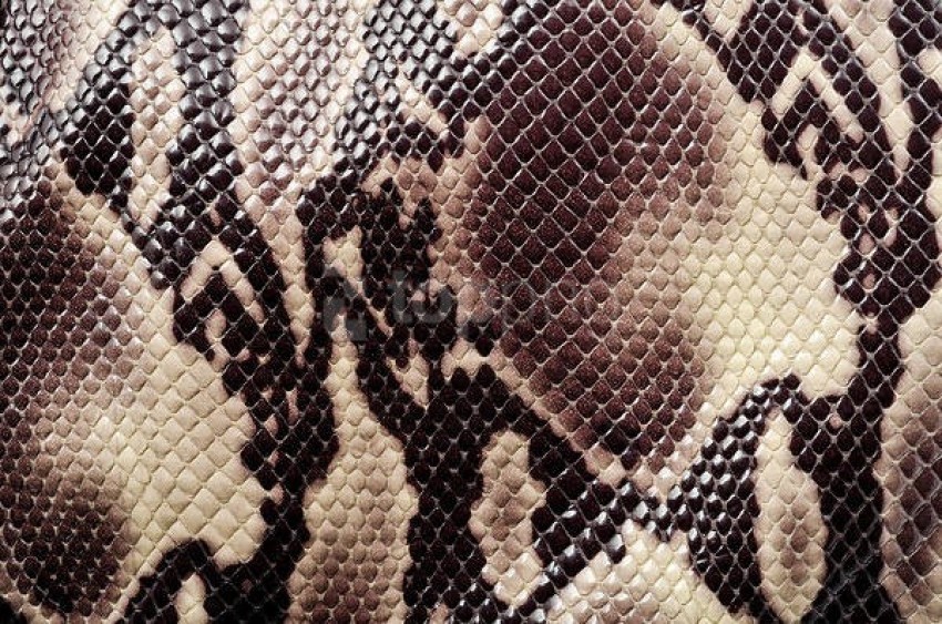 Free download | HD PNG exotic snake skin 4k texture background best ...