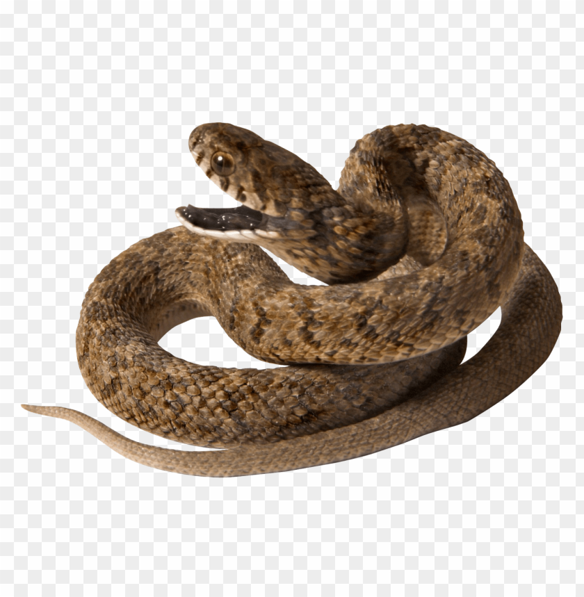 Free download | HD PNG coiled brown python png | TOPpng