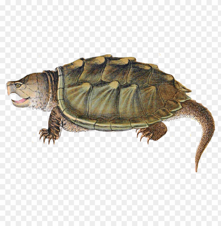 Free download | HD PNG snapping turtle PNG transparent with Clear ...