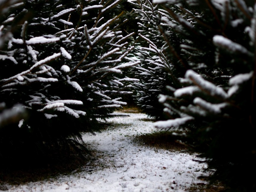 Free download | HD PNG snow branches winter path 4k wallpaper | TOPpng