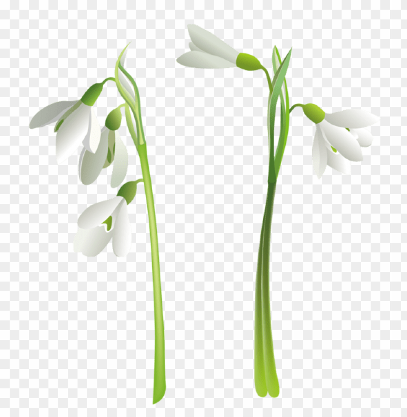 Free download | HD PNG PNG image of snowdrops with a clear background ...