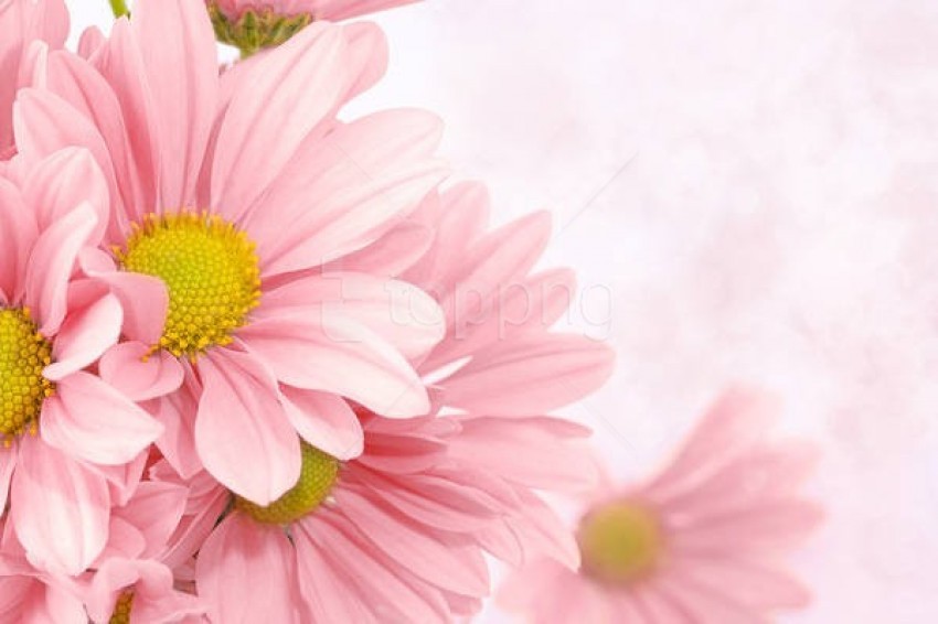 Free download | HD PNG soft pink floral background best stock photos ...