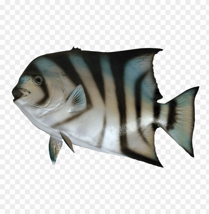 Free download | HD PNG spadefish | TOPpng