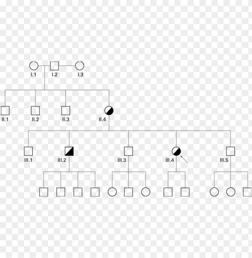 Free download | HD PNG spanish family tree PNG transparent with Clear ...