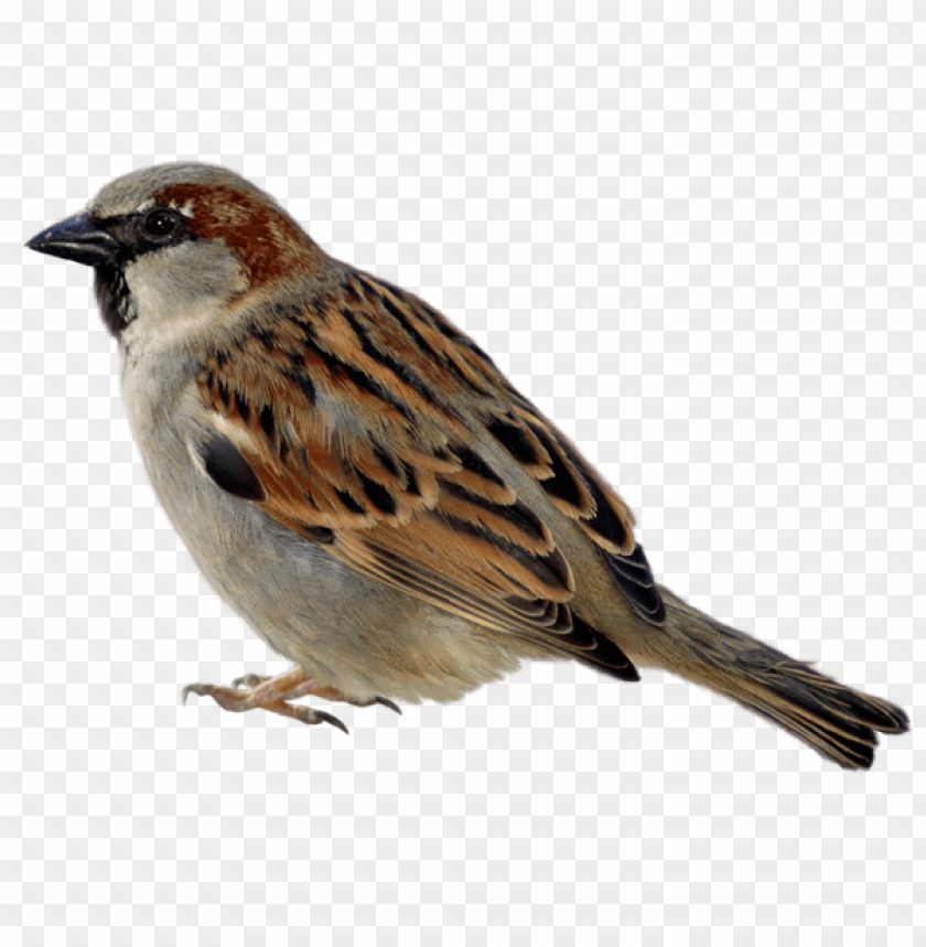 Free download | HD PNG sparrow | TOPpng