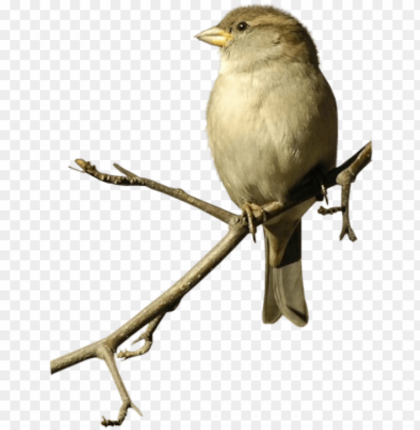 Flying Sparrow Png cutout PNG & clipart images | TOPpng