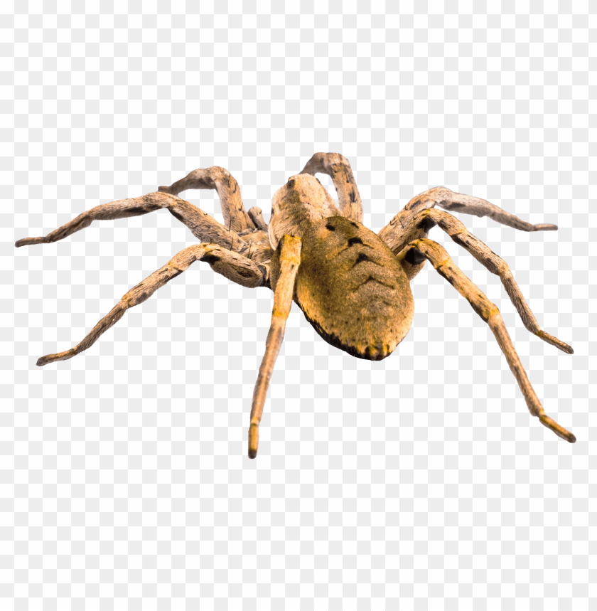 Free download | HD PNG large yellow spider png | TOPpng