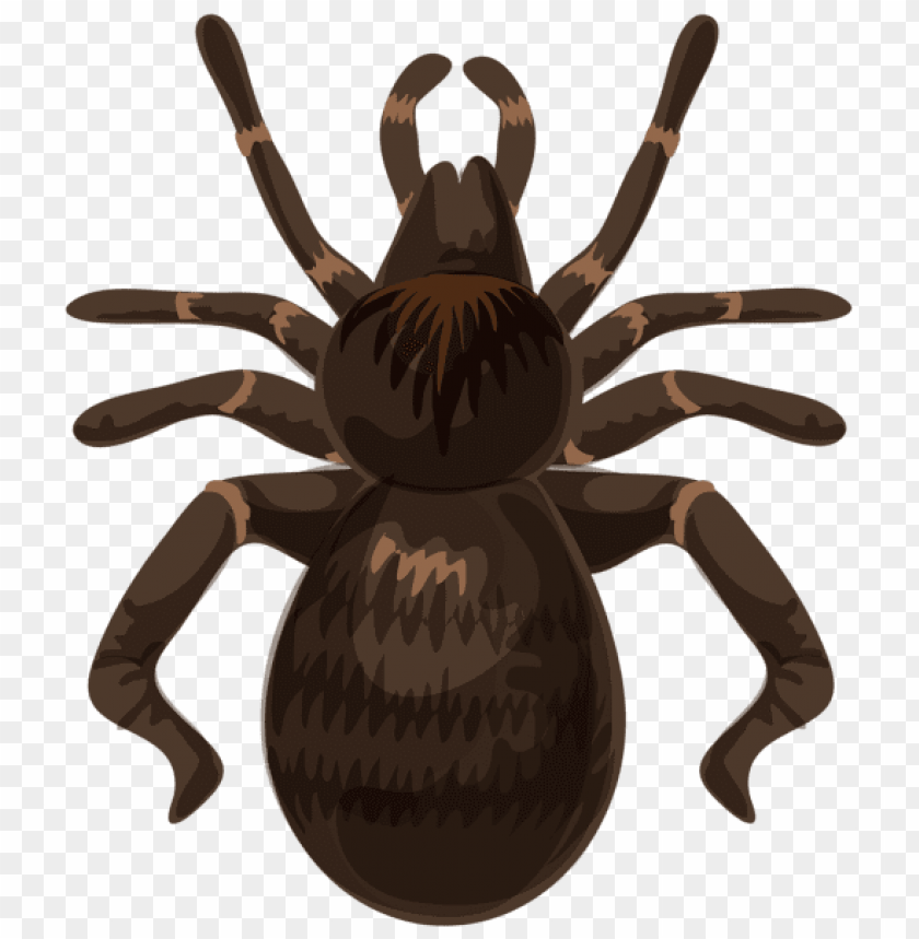 Free download | HD PNG spider png images background - image ID is 56292 ...