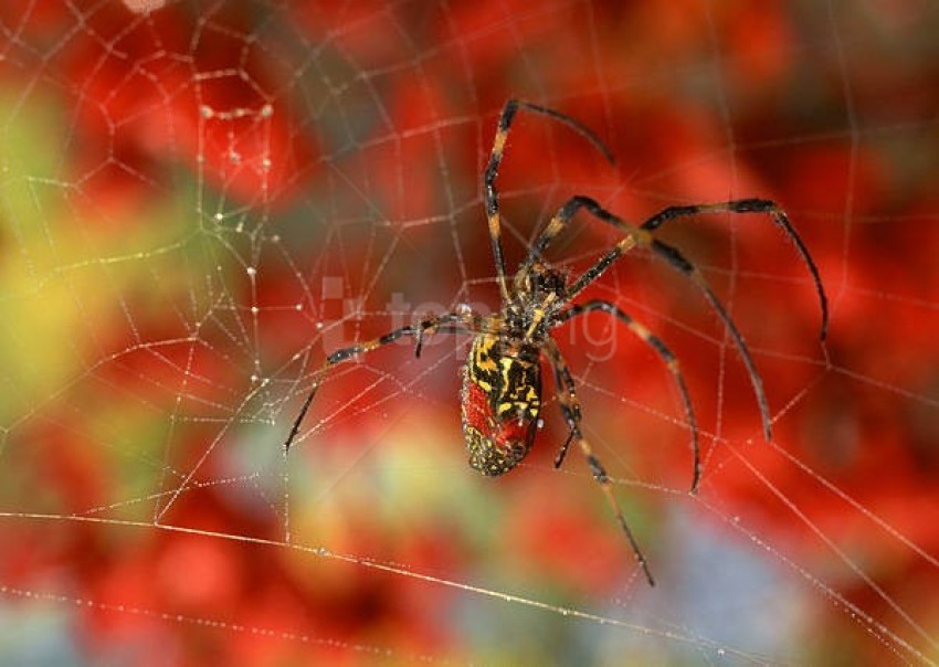 Free download | HD PNG spider and spiderweb red wallpaper background ...