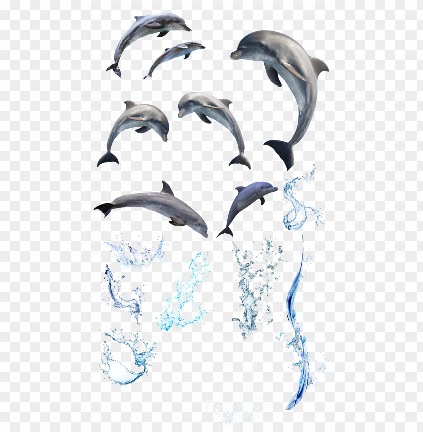 Free download | HD PNG splash dolphins water sea sealife ocean beach ...
