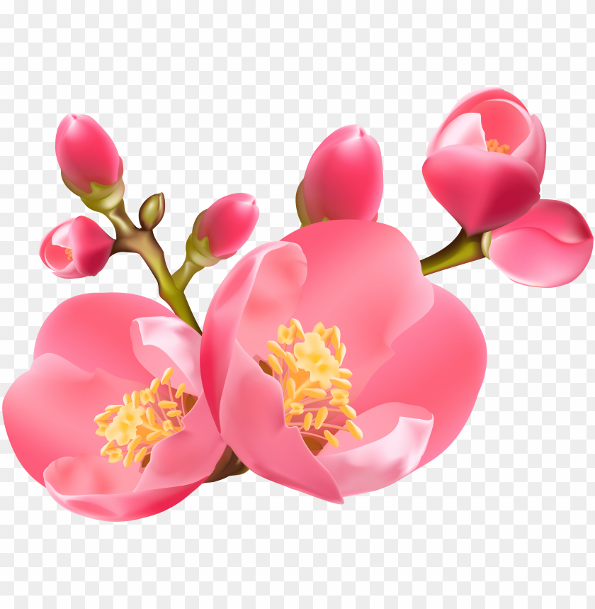 Free download | HD PNG spring blossom PNG transparent with Clear ...
