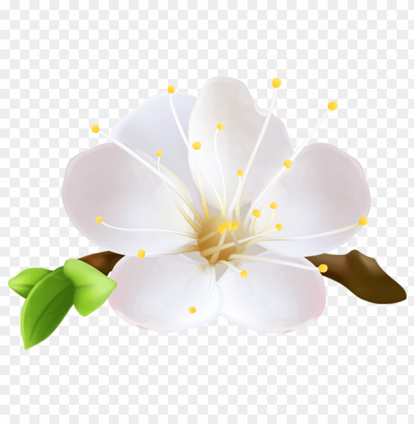 Free download | HD PNG PNG image of spring flower with a clear ...