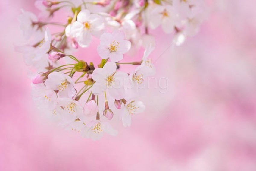 Free download | HD PNG spring pink flowers background best stock photos ...