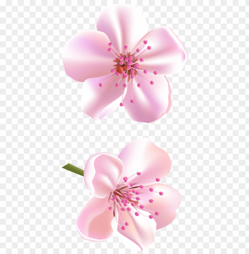 Free download | HD PNG PNG image of spring pink tree flowers with a ...