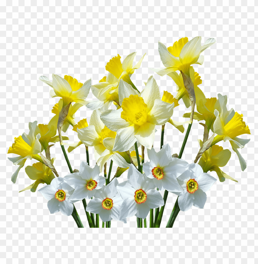 Free download | HD PNG spring png PNG transparent with Clear Background ...