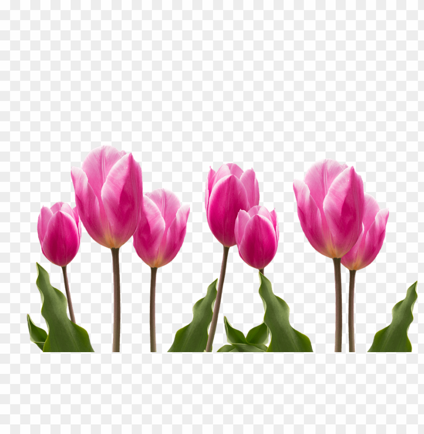 Free download | HD PNG spring png PNG transparent with Clear Background ...