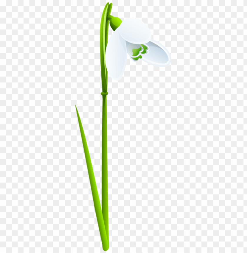 Free download | HD PNG PNG image of spring snowdrop png with a clear ...