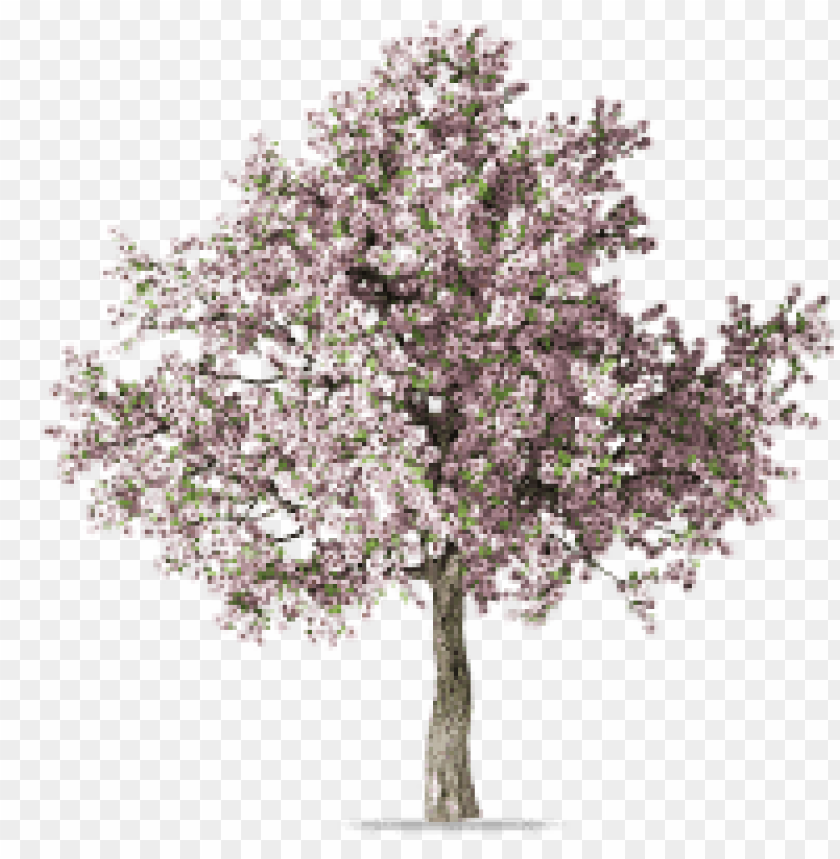 Free download | HD PNG spring tree png PNG transparent with Clear ...