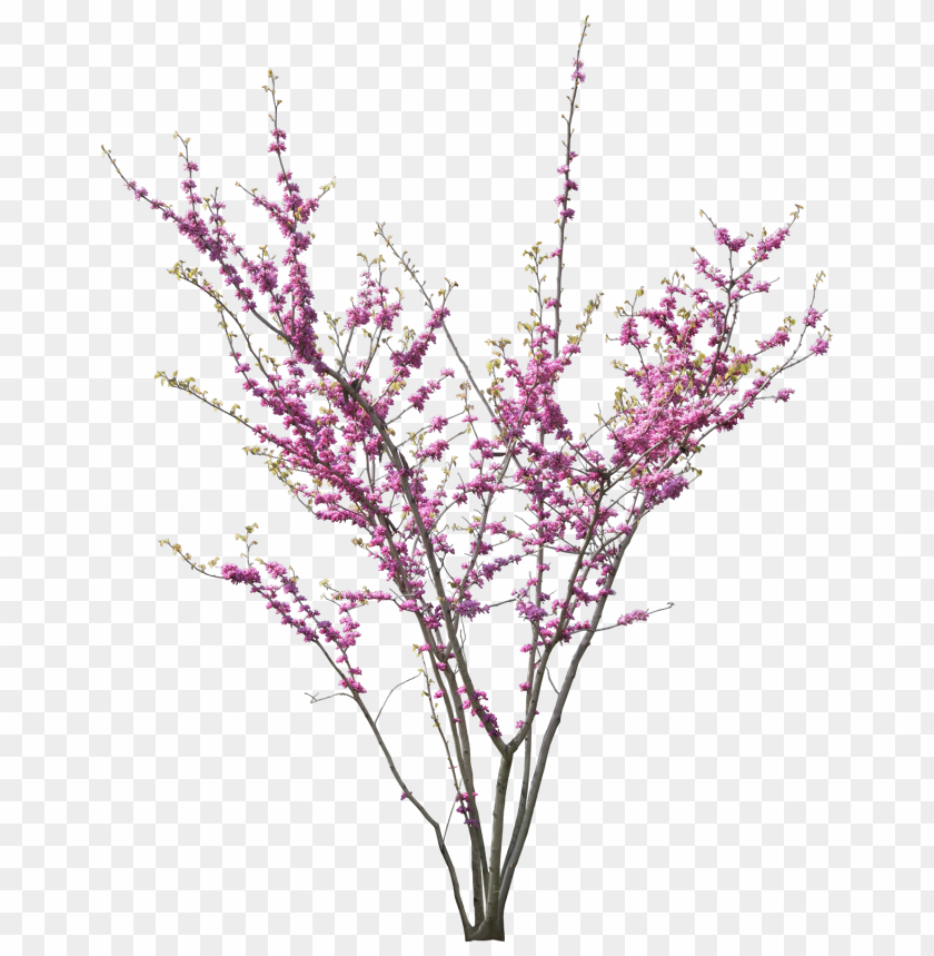 Free download | HD PNG spring tree png PNG transparent with Clear ...