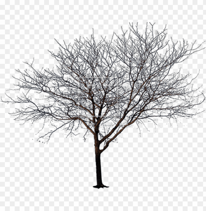 Free download | HD PNG spring tree png PNG transparent with Clear ...