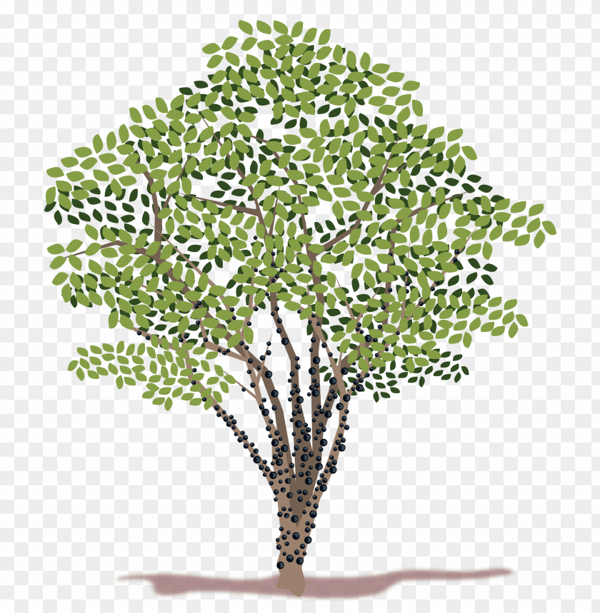 Free download | HD PNG spring tree png PNG transparent with Clear ...