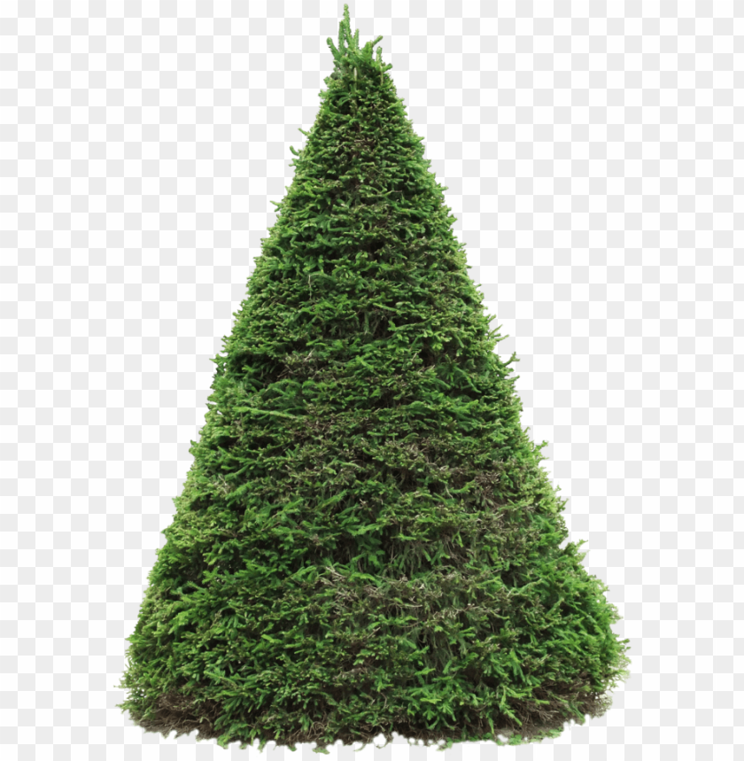 Free download | HD PNG spruce png spruce PNG transparent with Clear ...