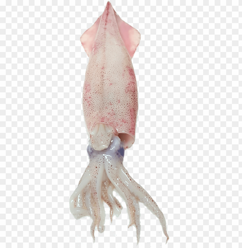 Free download | HD PNG squid free png image octopus PNG transparent ...