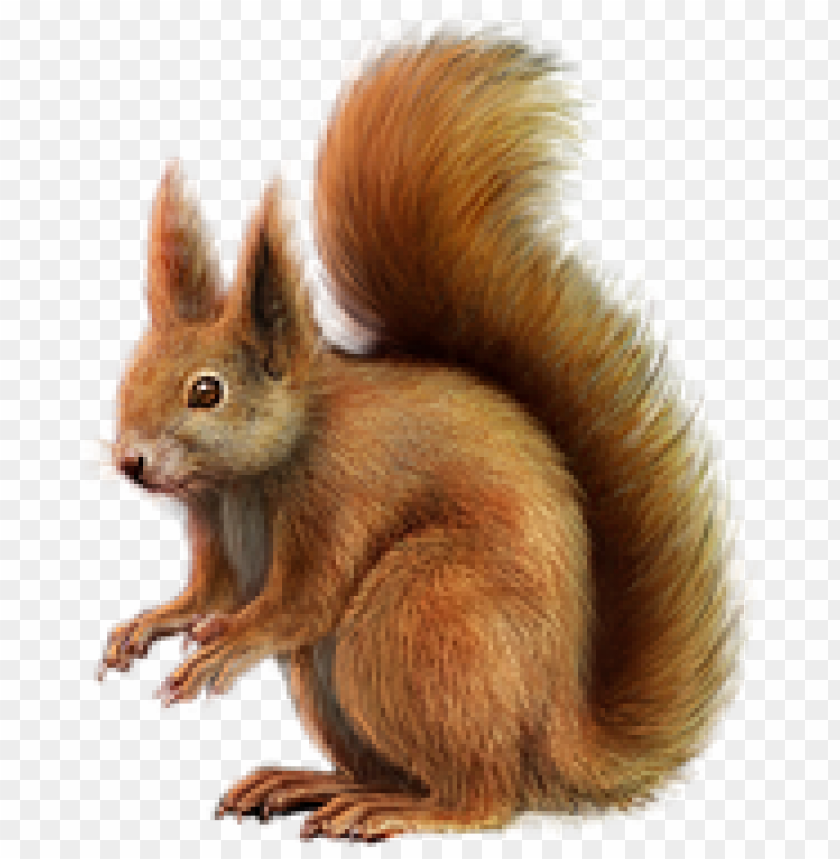 Free download | HD PNG realistic red squirrel standing on a log PNG ...