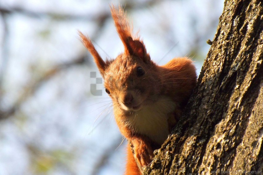Free download | HD PNG squirrel swarm up tree wallpaper background best ...