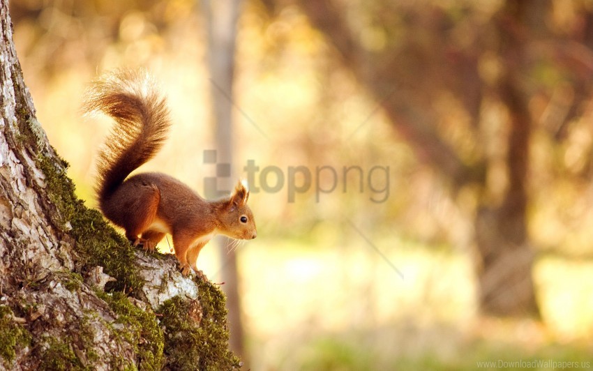 Free download | HD PNG squirrel wallpaper background best stock photos ...
