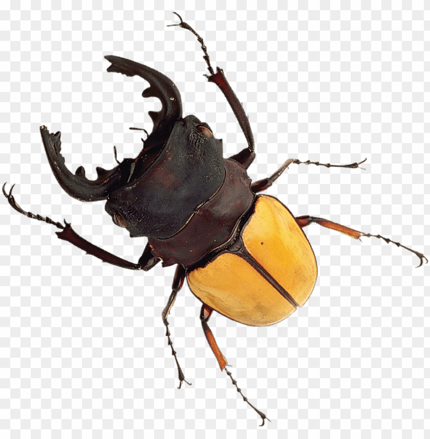 Free download | HD PNG stag beetle stag horn beetle PNG transparent ...