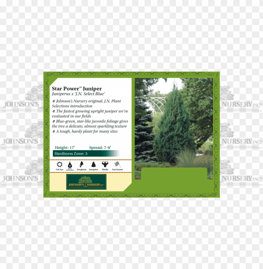 Free download | HD PNG star power juniper juniperus x j thuya PNG transparent with Clear ...