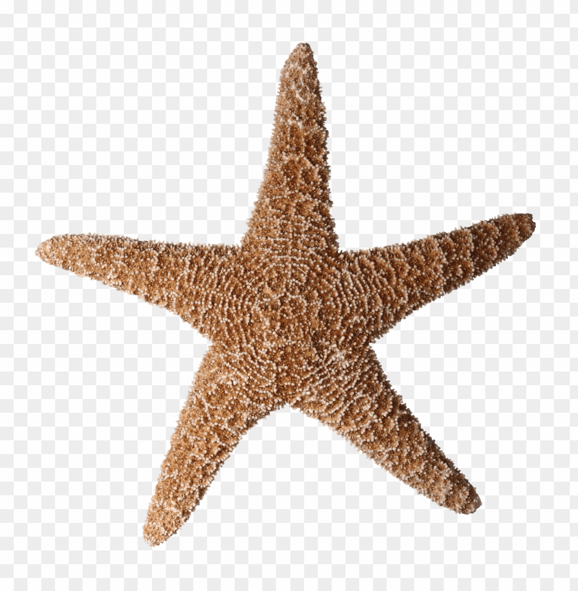 Free download | HD PNG starfish png PNG transparent with Clear ...