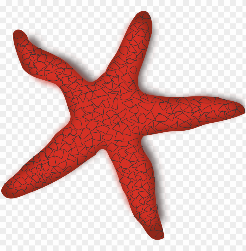 Free download | HD PNG starfish png PNG transparent with Clear ...